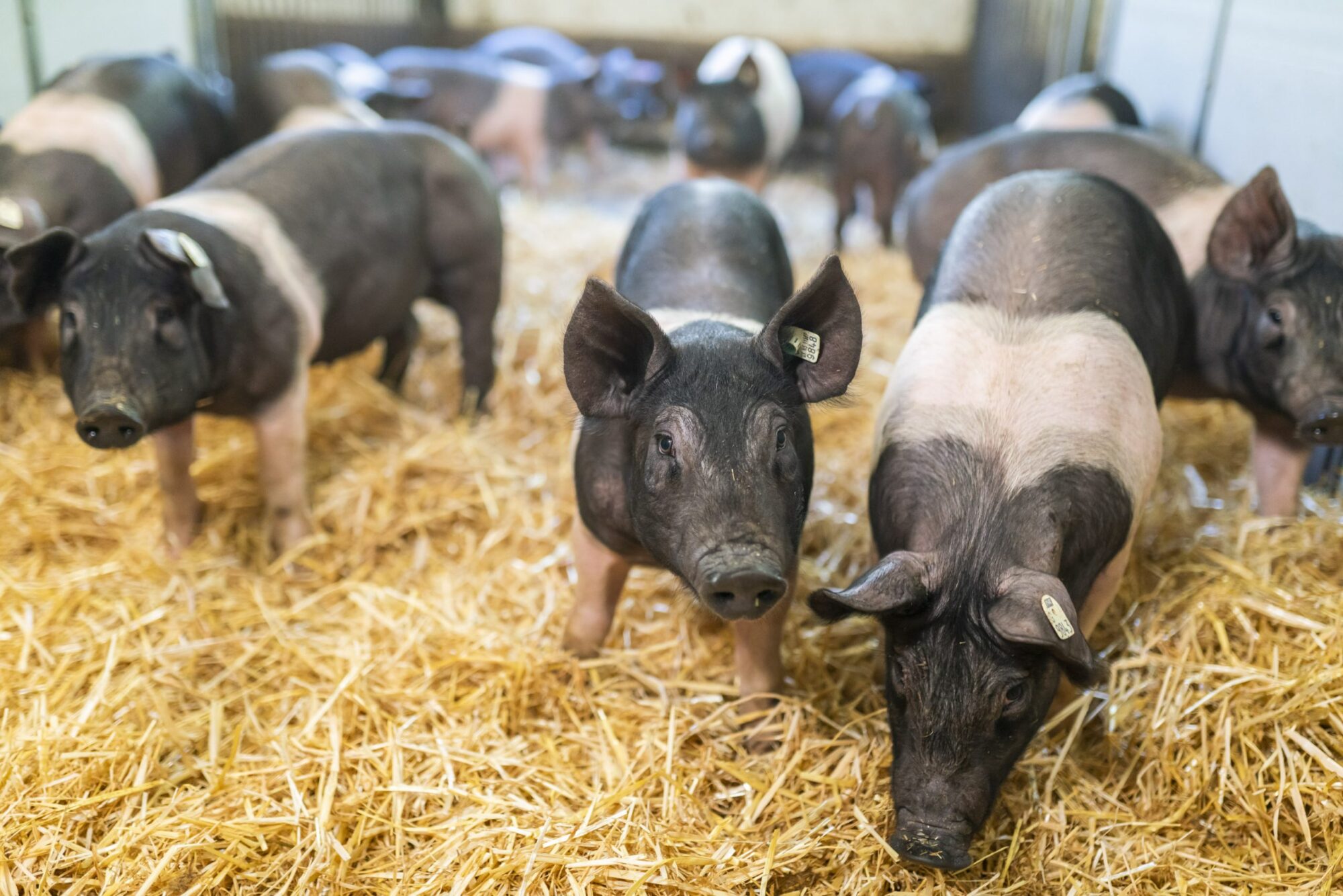 Pig Genetics webinar with JSR Genetics