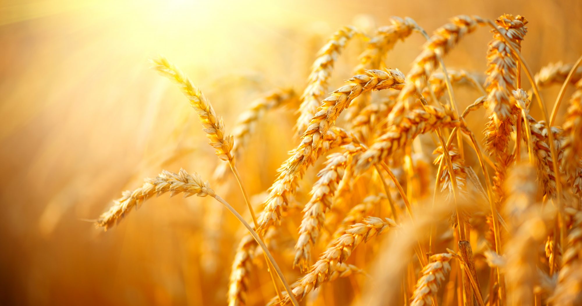 JSR Farms Ltd A UK Large Family Owned Farming Company jsr-farms-ltd-a-uk-large-family-owned-farming-company